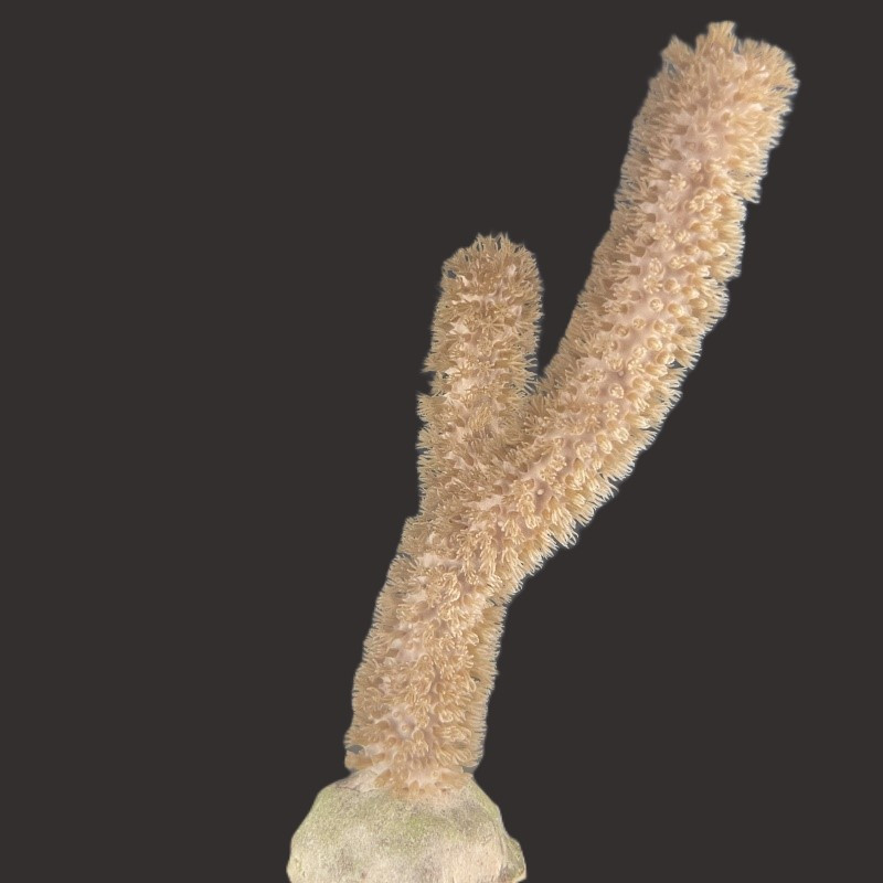 Slit Pore Eco-friendly Propagated Gorgonian