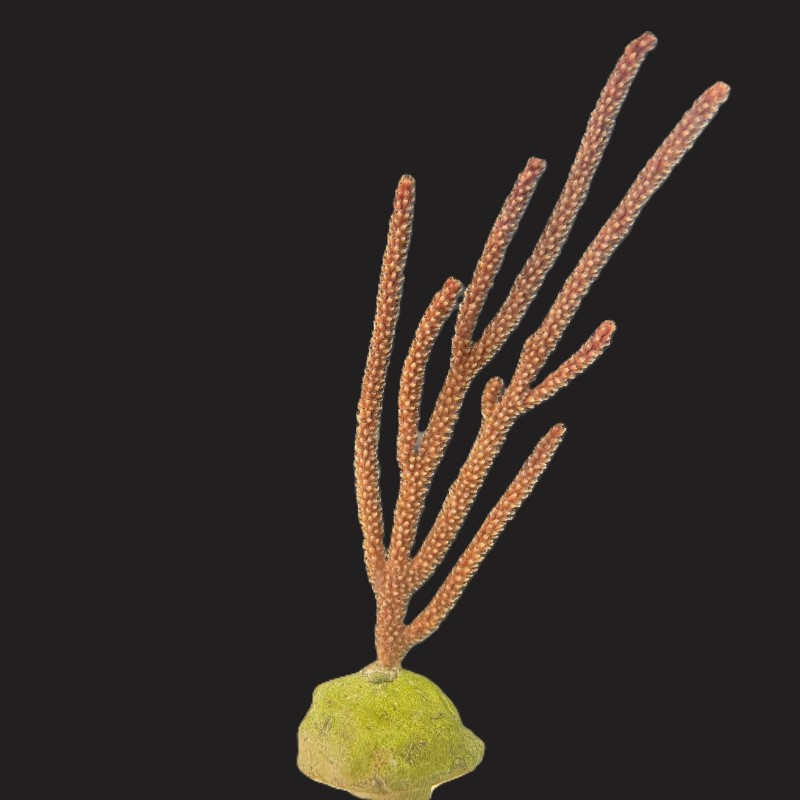 Orange Spiny Eco-friendly Propagated Gorgonian