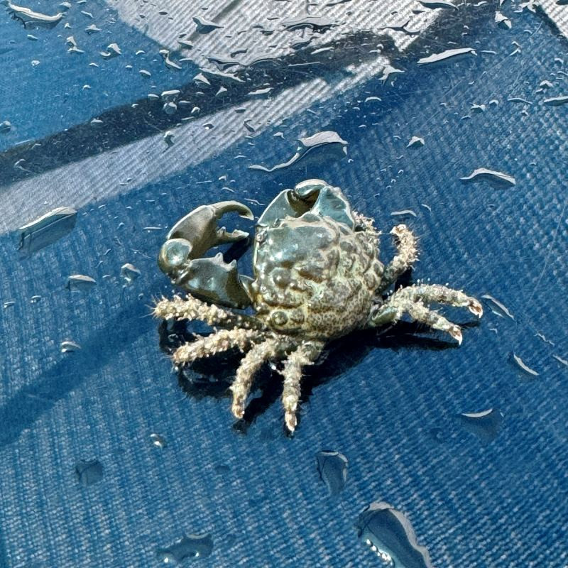 Emerald Crab