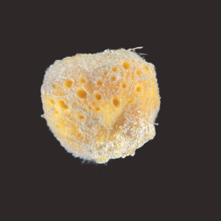 Orange Ball Sponge