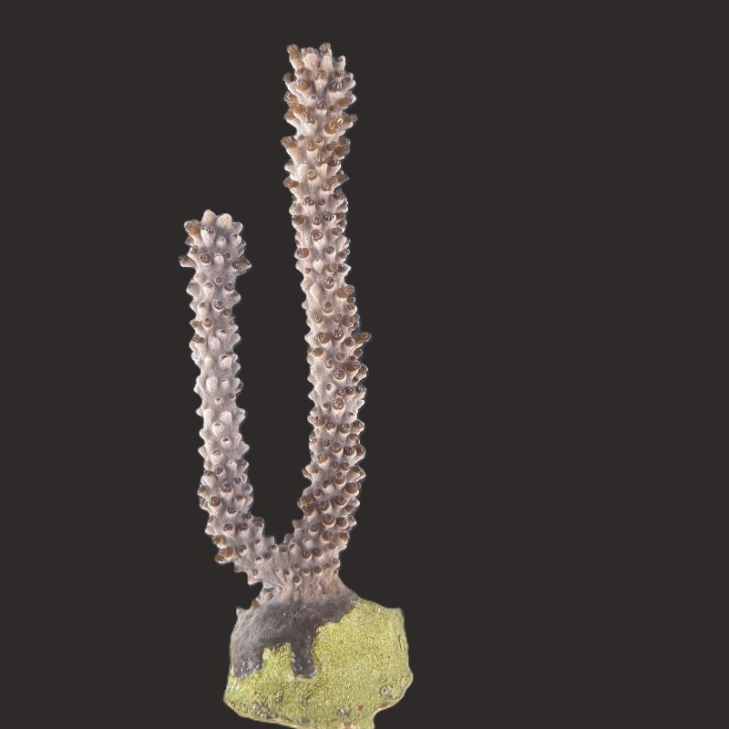 Dusky/Tan Knobby Eco-friendly Propagated Gorgonian