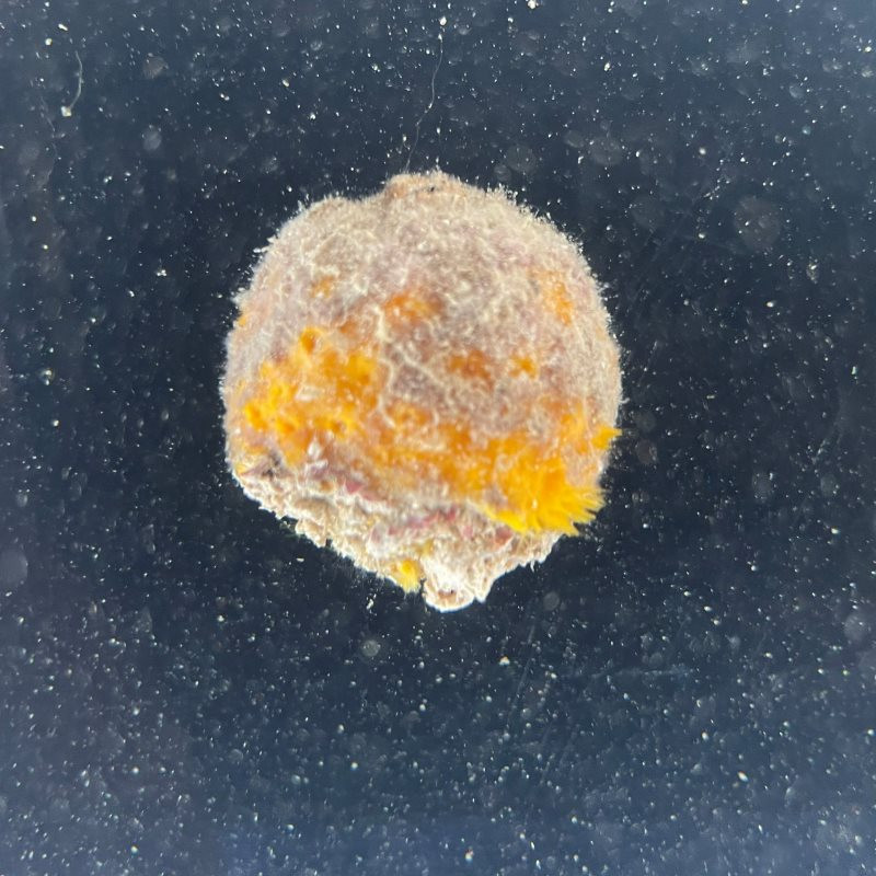 Orange Ball Sponge