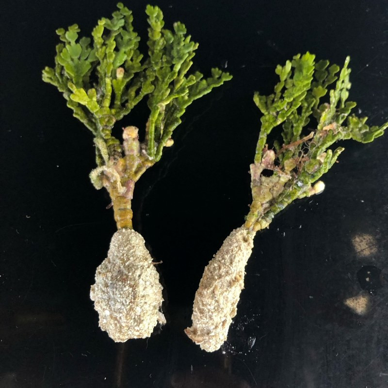 Marine Plants with Roots