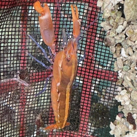 Pistol Shrimp