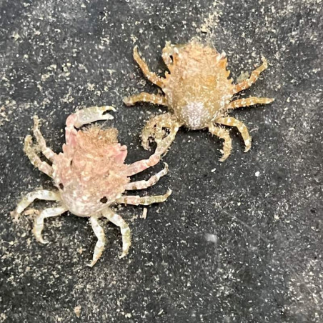 Pitho Crab