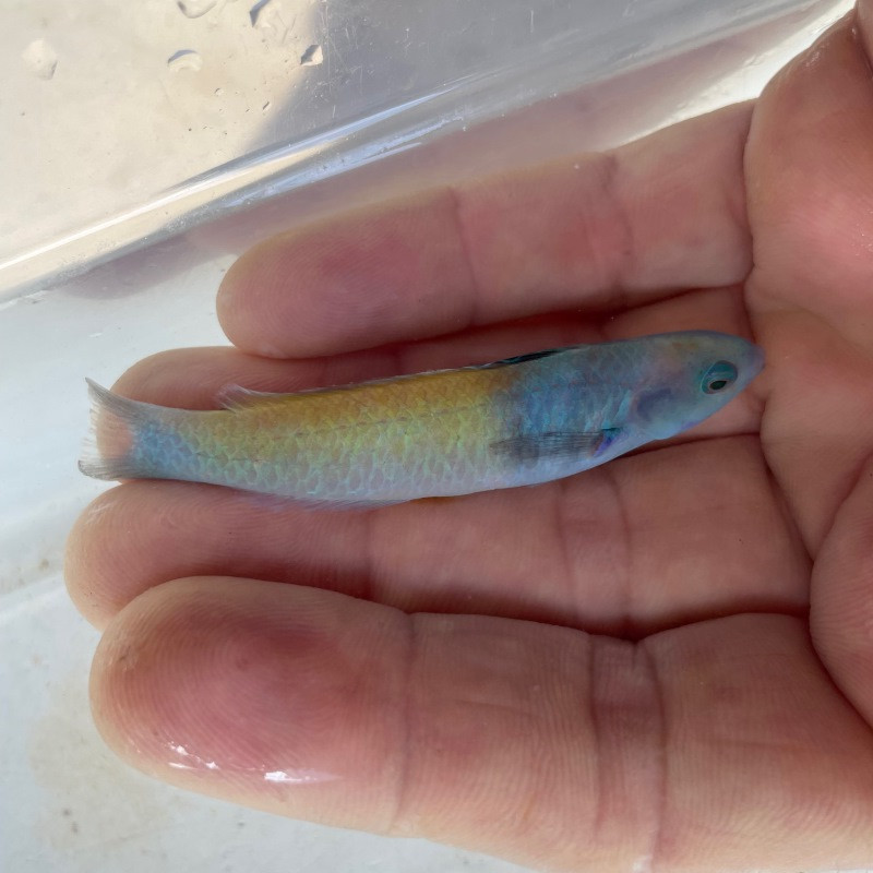 Blue Head Wrasse