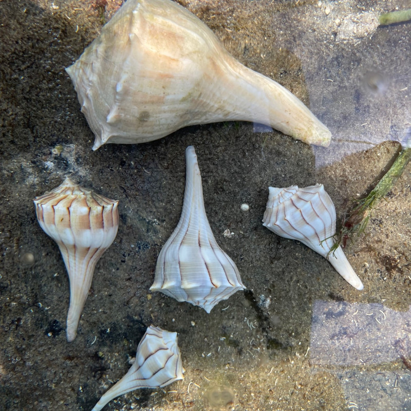 Whelk Conch Snail