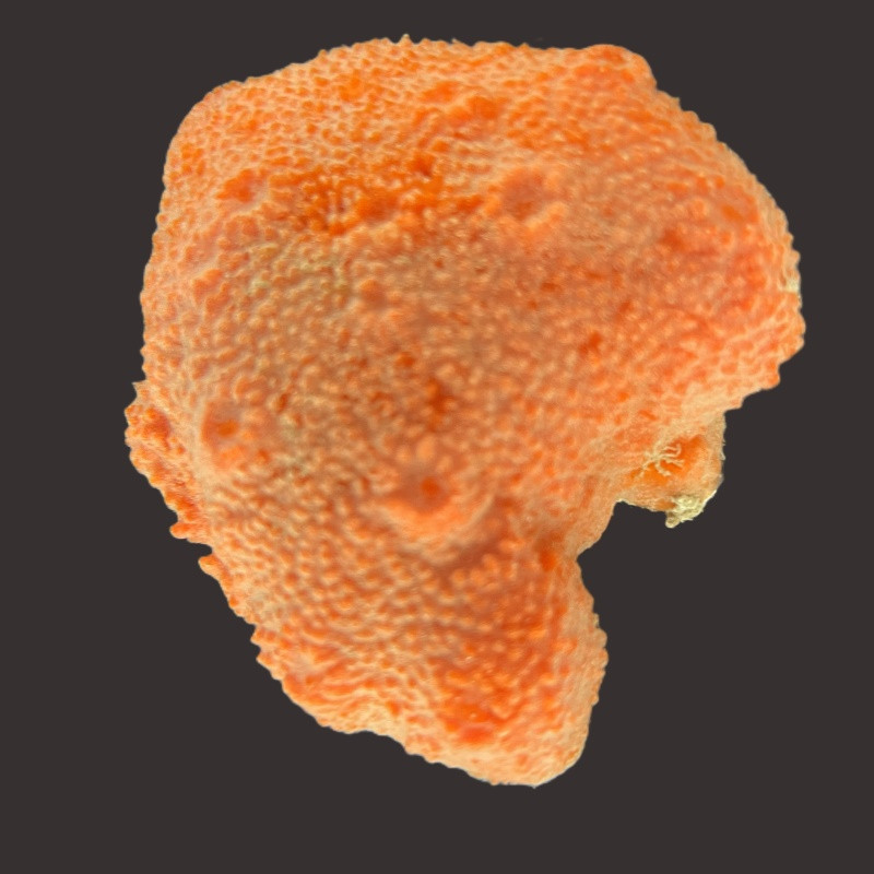 Red Ball Sponge