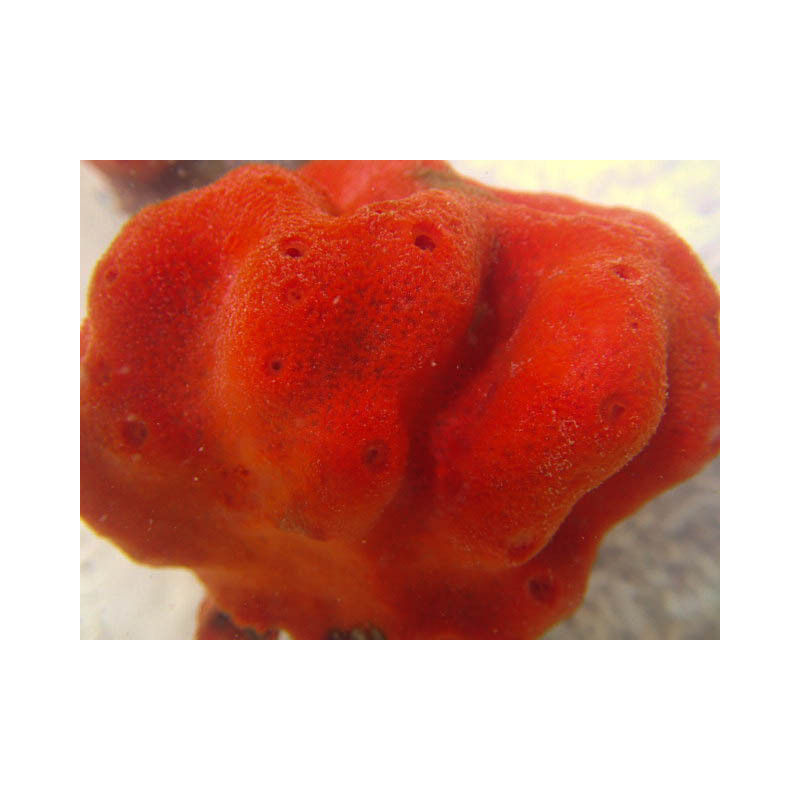 Red Ball Sponge