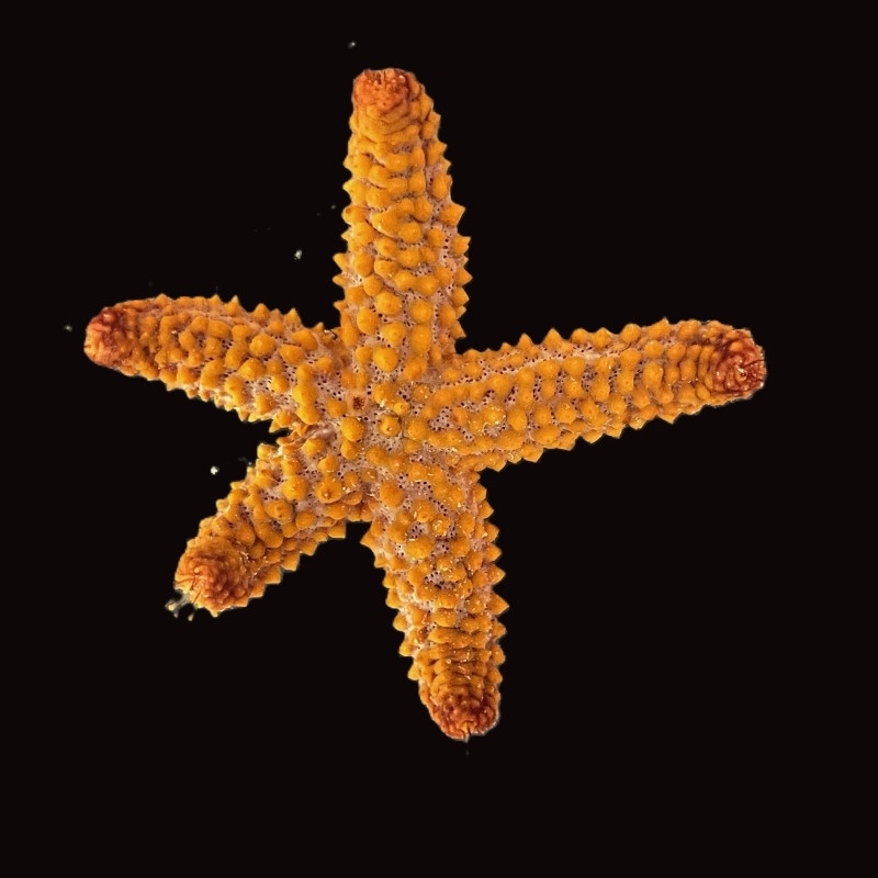 Spiny Sea Star (Common)