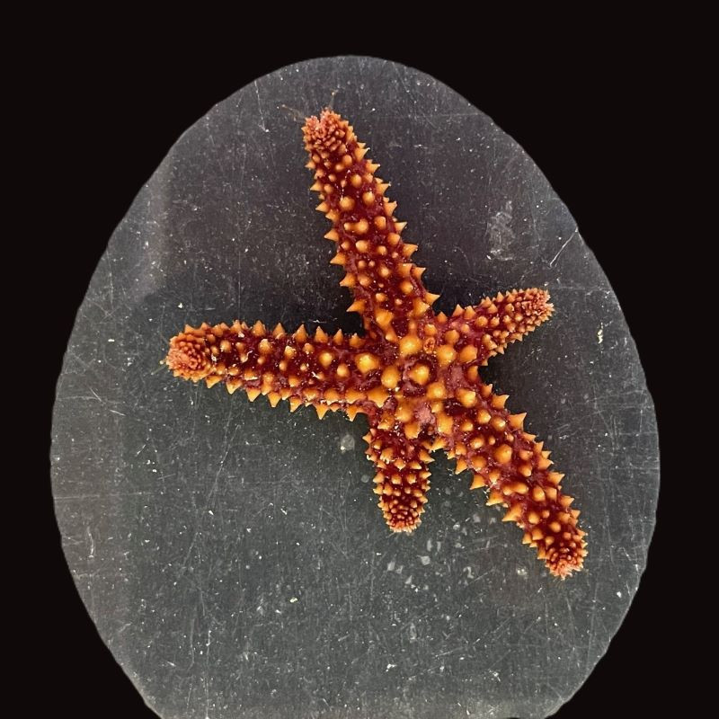 Spiny Sea Star (Common)