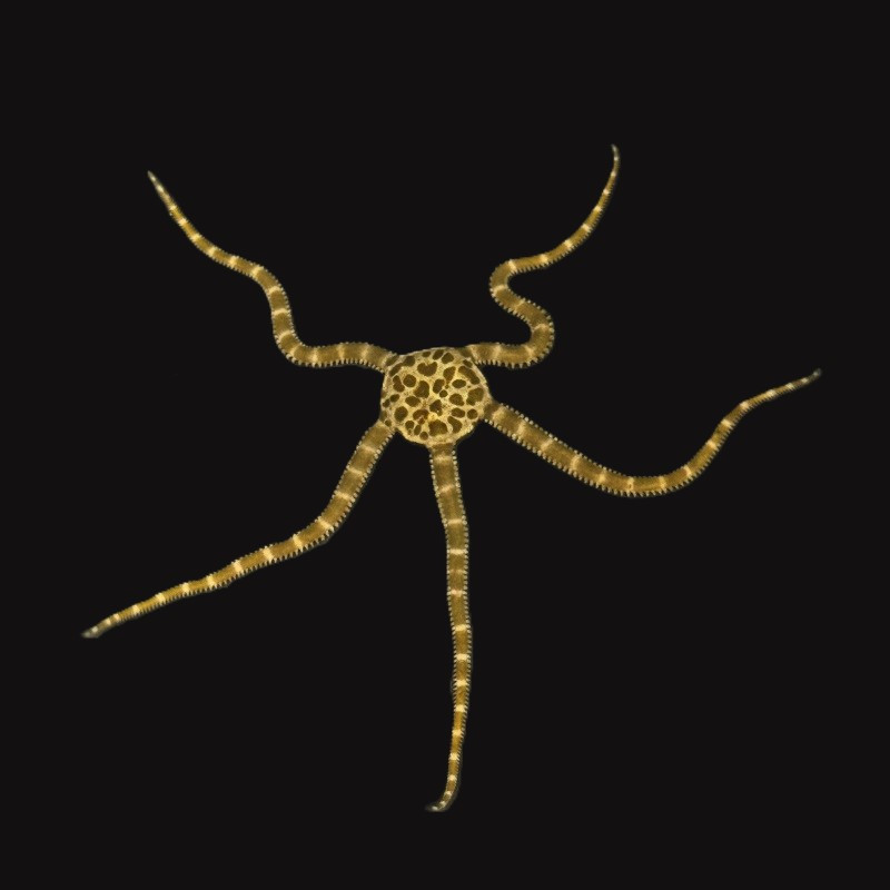 Giraffe Serpent Sea Star