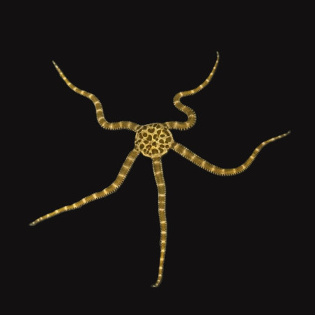 Giraffe Serpent Sea Star