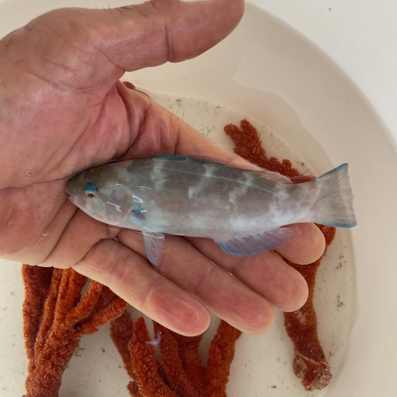 Blue Parrotfish