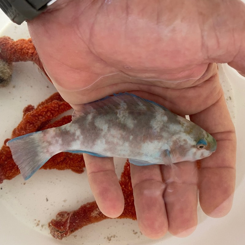 Blue Parrotfish
