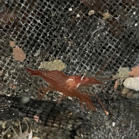 Peppermint Shrimp