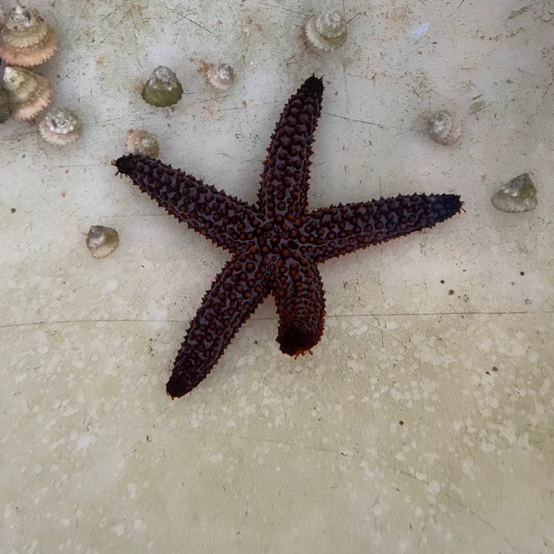 Spiny Sea Star (Common)