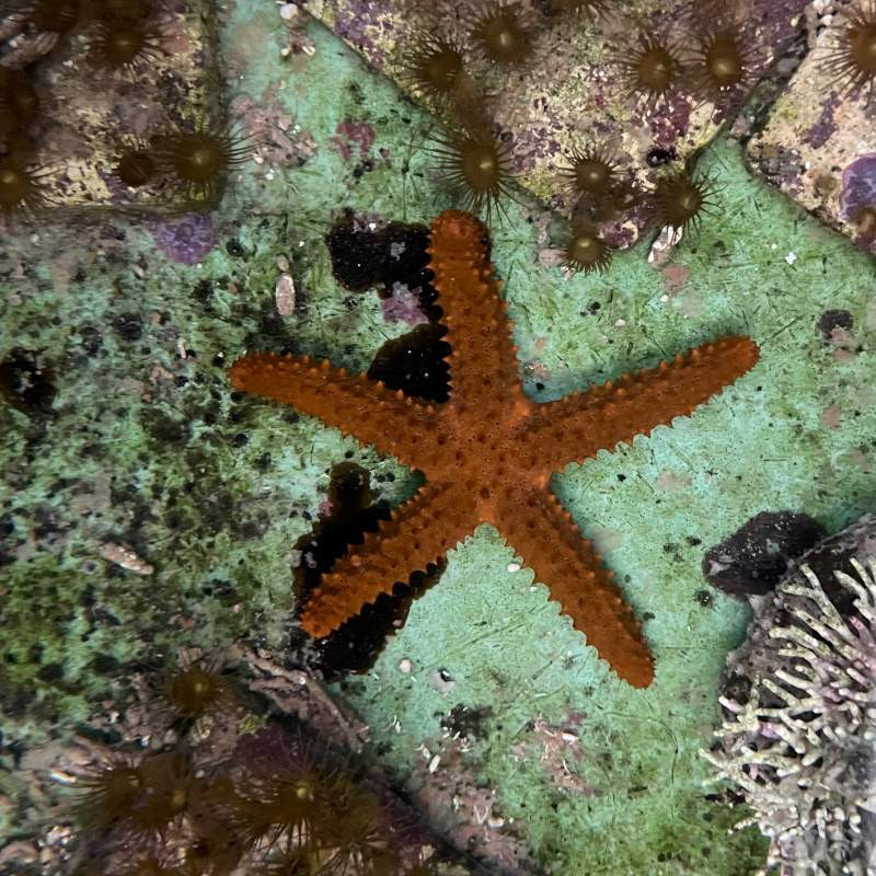 Spiny Sea Star (Common)