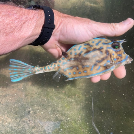 Scrawled Cowfish