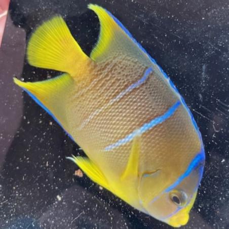 Blue Angelfish