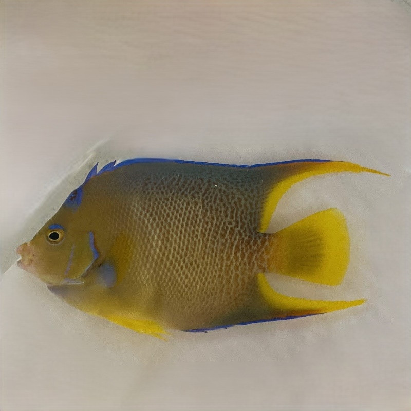 Blue Angelfish