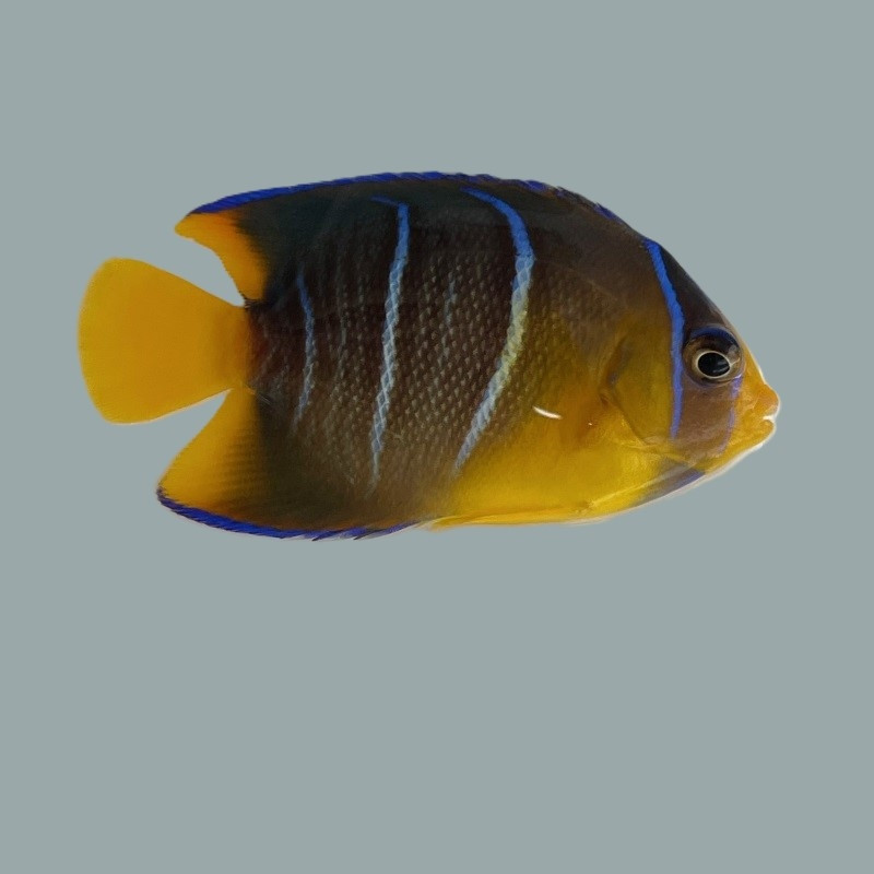 Blue Angelfish