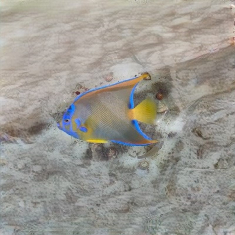 Queen Angelfish