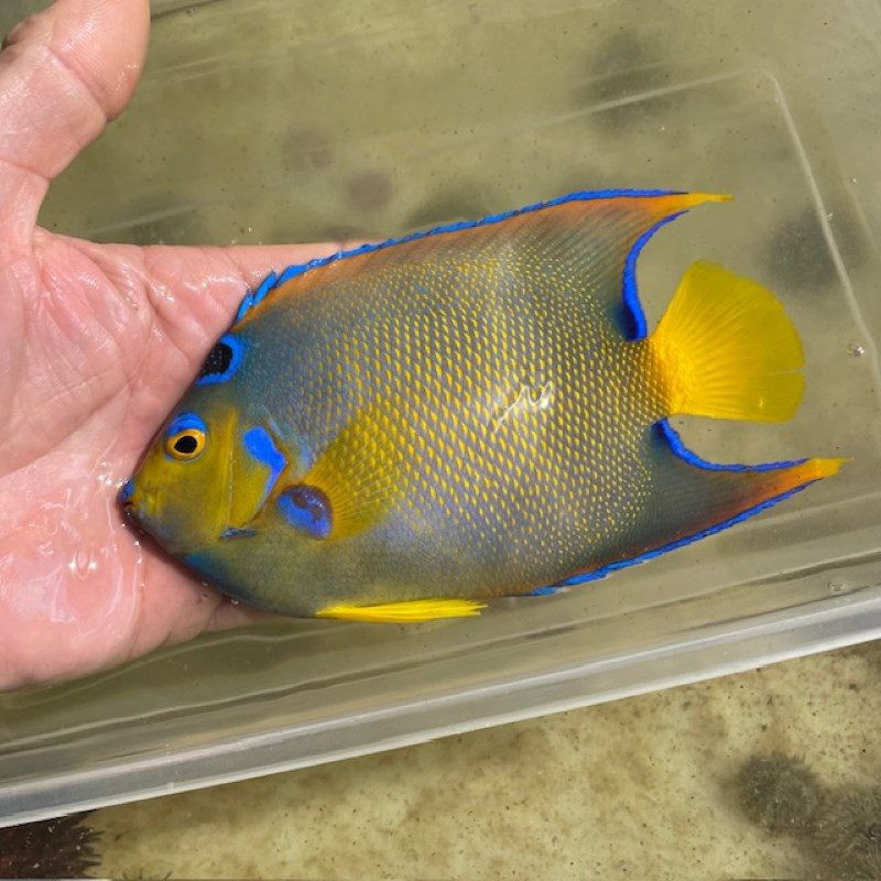 Queen Angelfish