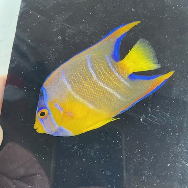 Queen Angelfish