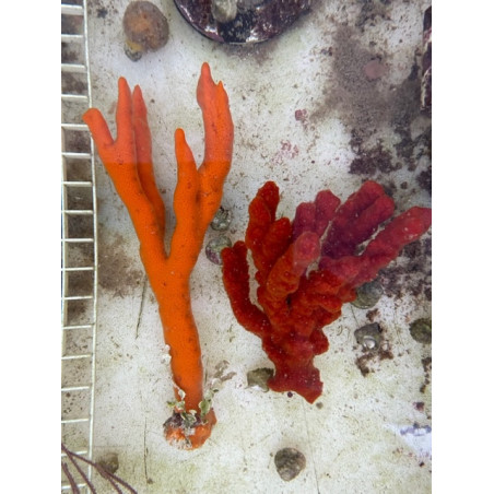 Orange Tree Sponge