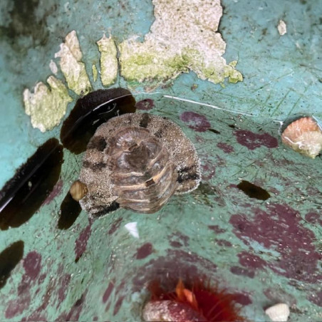 Florida Chiton