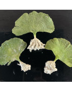 Rooted marine plants